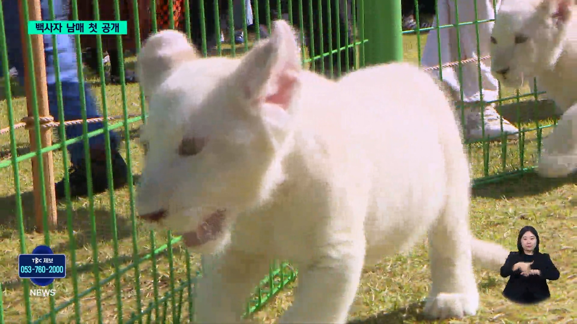 아기 백사자 남매 첫 공개 "무럭무럭"